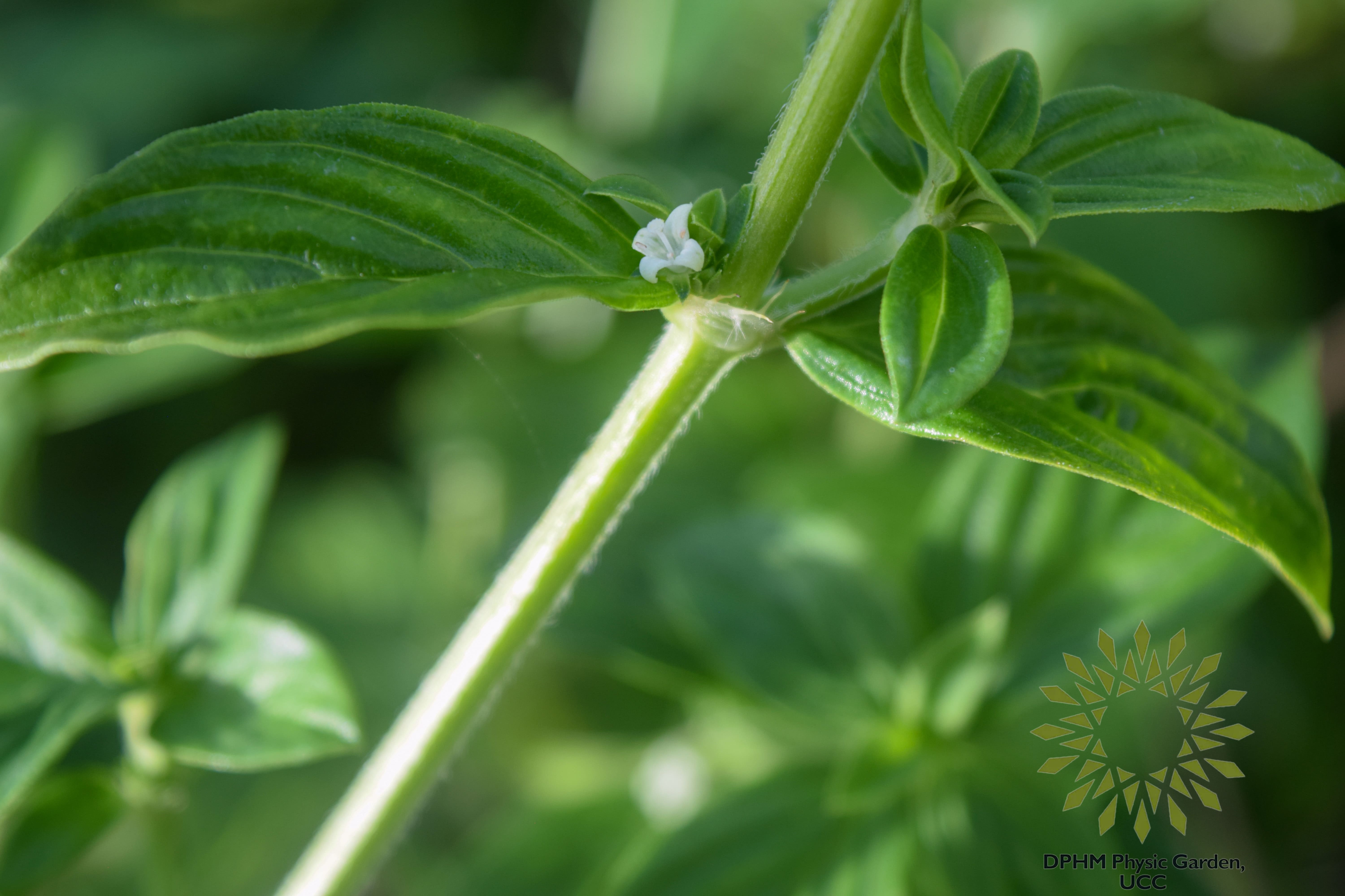 Diodia scandens | School of Medical Sciences